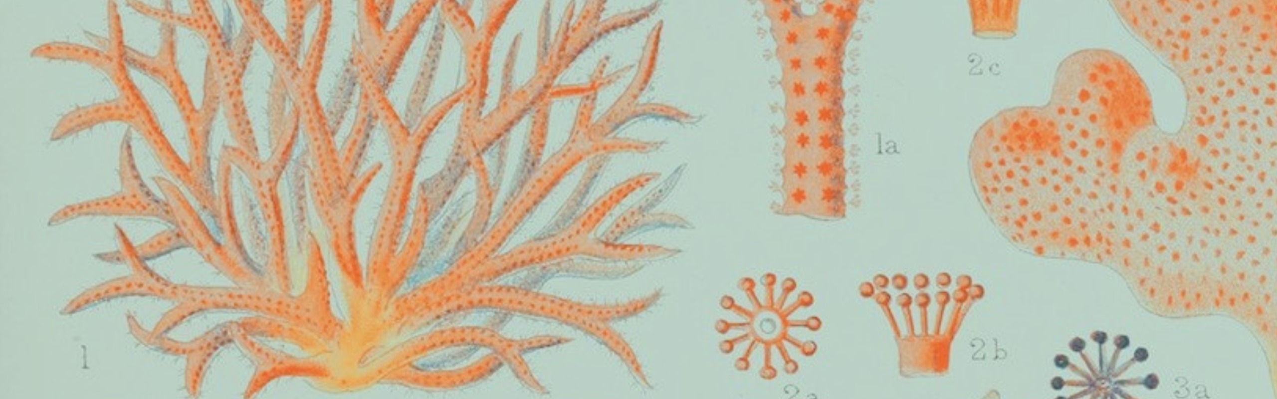 Pelvic Floor and Deep Core Rapport — Body Matter